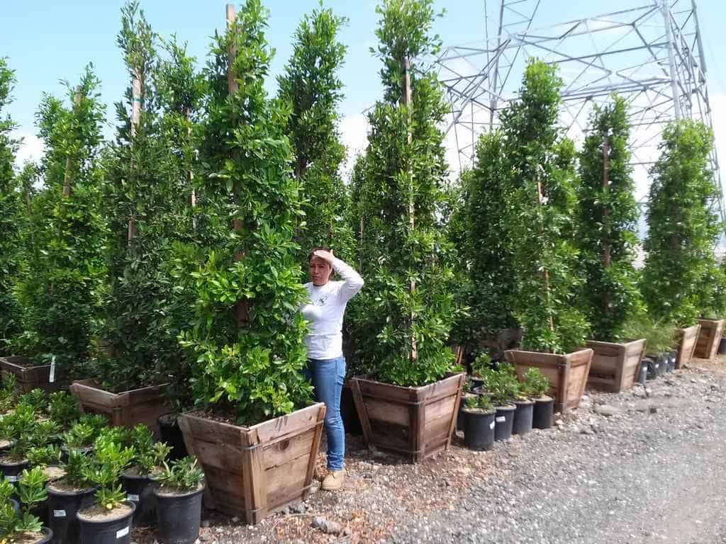 Hedges | Garden View Landscape, Nursery & Pools