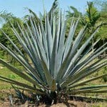 Succulents and Cacti | Garden View Landscape, Nursery & Pools