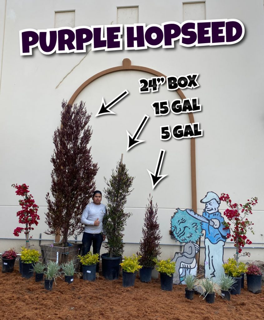 Purple Hopseed - Garden View Nursery