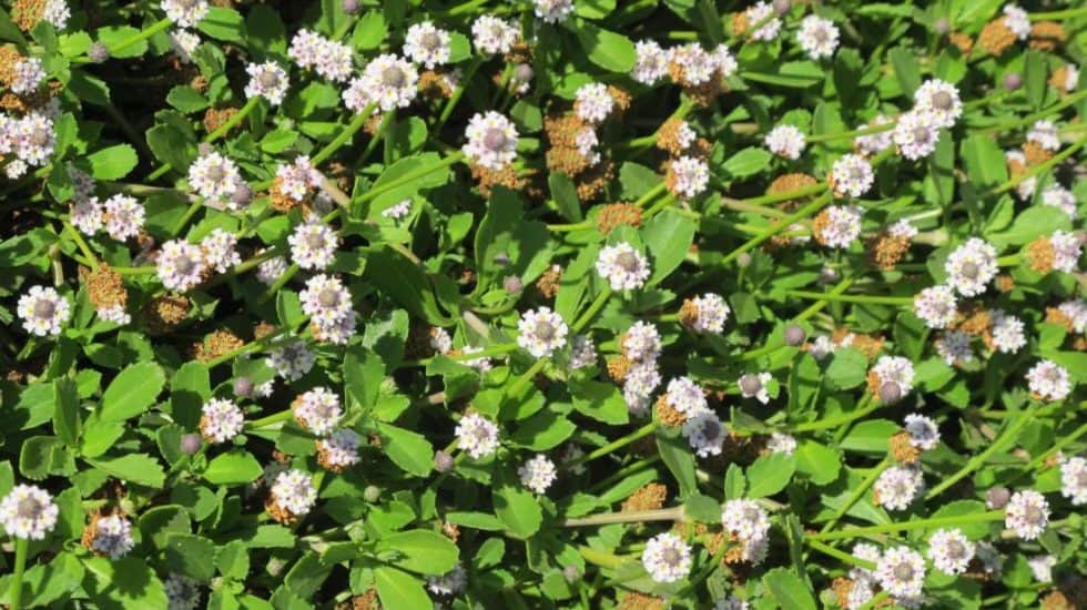 Our Favorite Groundcovers | Garden View Landscape, Nursery & Pools