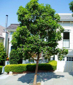 Water-Wise Plants and Trees - Garden View Landscape, Nursery and Pools