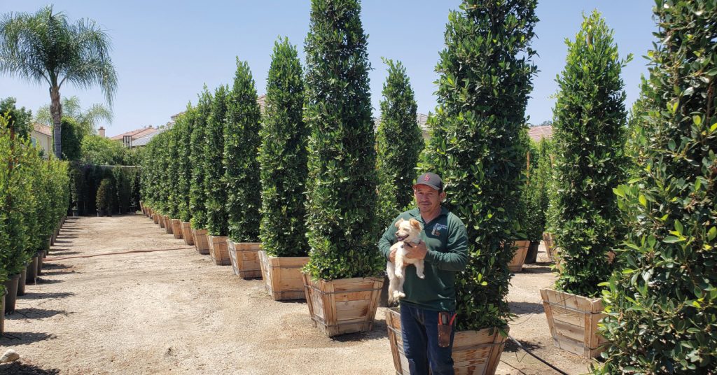Privacy Hedges - Garden View Nursery