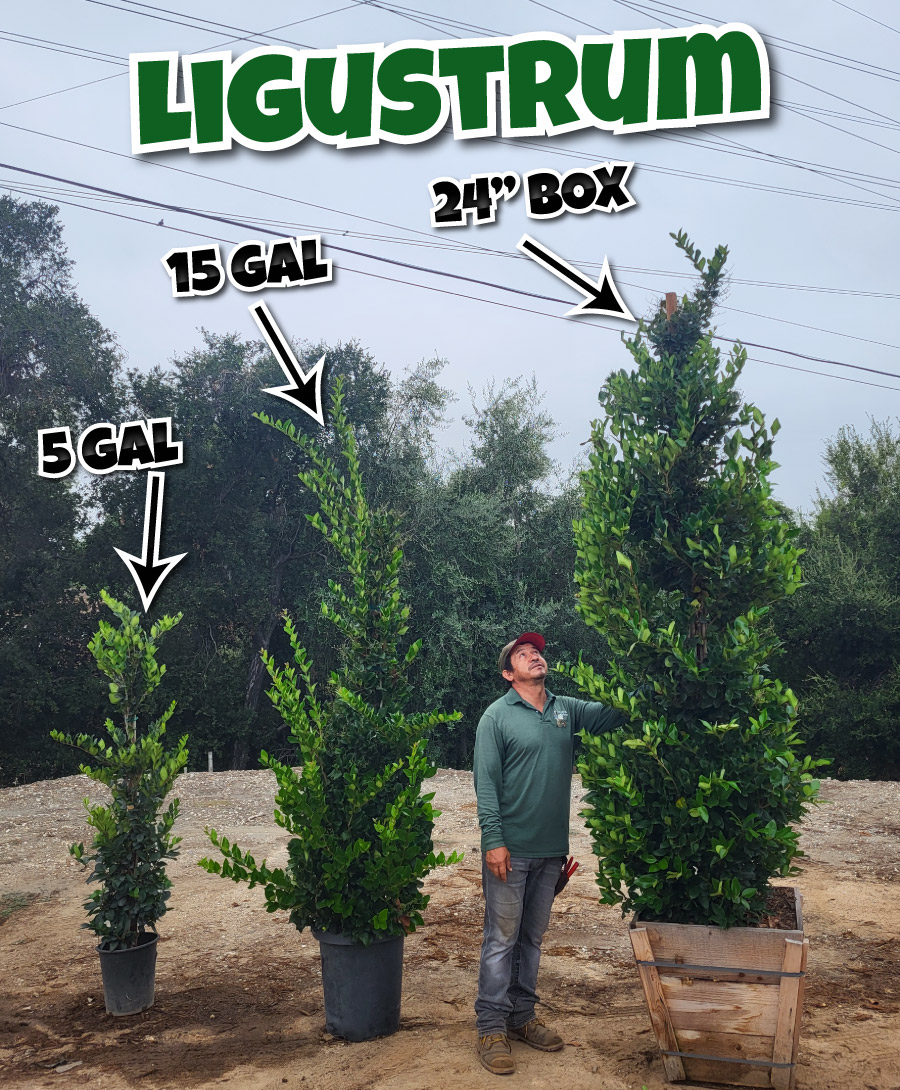 Texas Privet Hedges - Ligustrum japonicum ‘texanum’