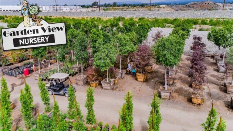 Trees: Ornamental, Shade, and Fruit-Bearing - Garden View Nursery